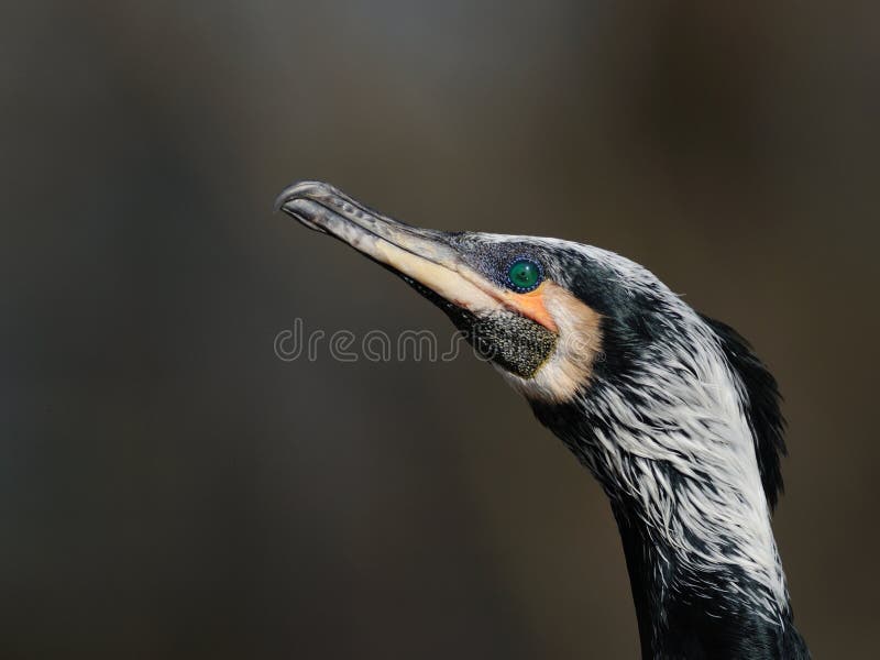 Great Cormorant Chicks stock image. Image of nest, great - 10950877