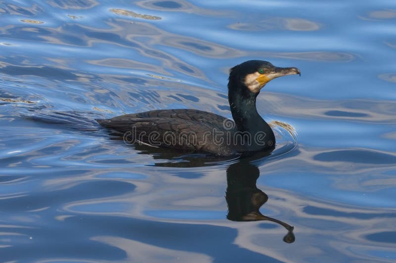 Great Cormorant Chicks stock image. Image of nest, great - 10950877