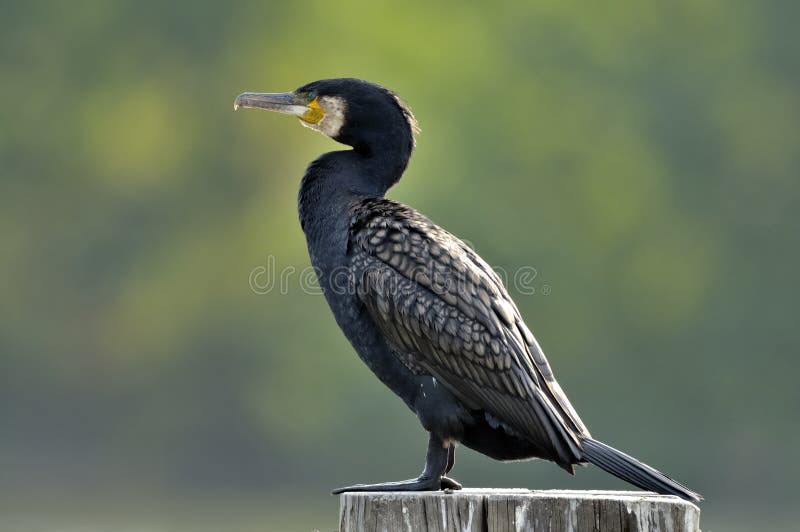 Great Cormorant Chicks stock image. Image of nest, great - 10950877
