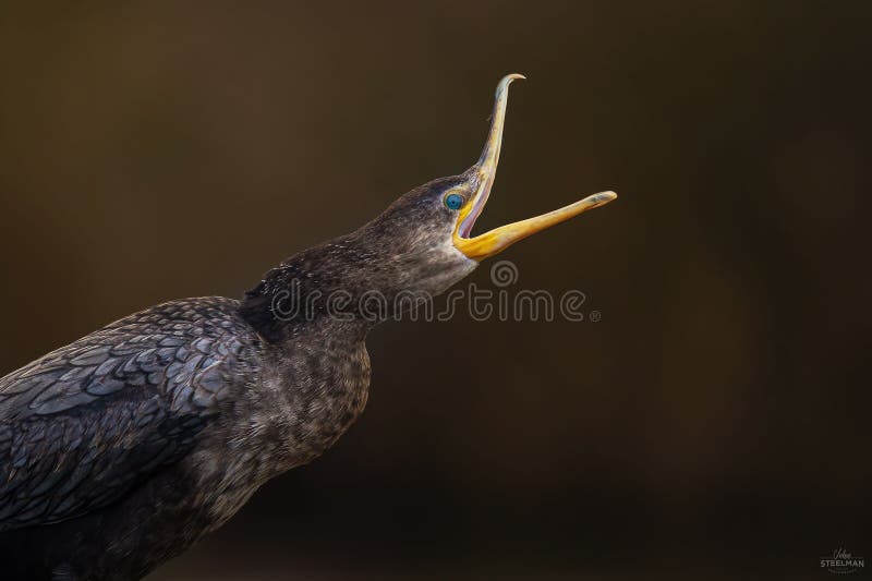 Great Cormorant Bird Stands with Its Beak Wide Open Stock Image - Image ...