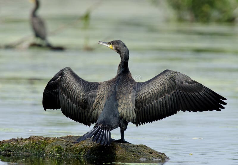 Great cormorant stock photo. Image of ocean, marine, carbo - 7213950