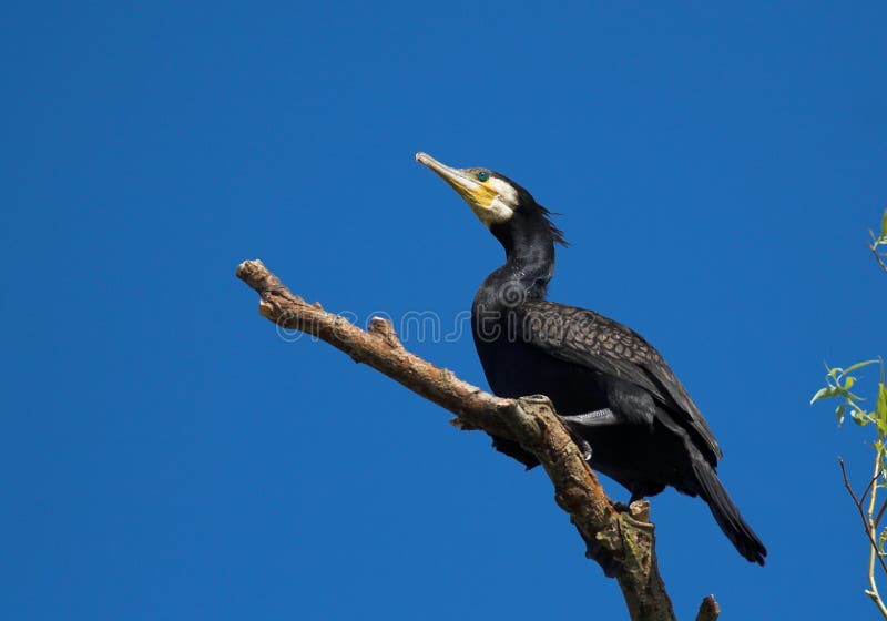 Great Cormorant Chicks stock image. Image of nest, great - 10950877