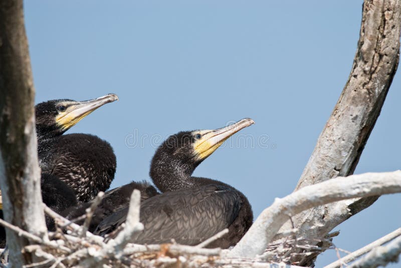 Great Cormorant Chicks stock image. Image of nest, great - 10950877