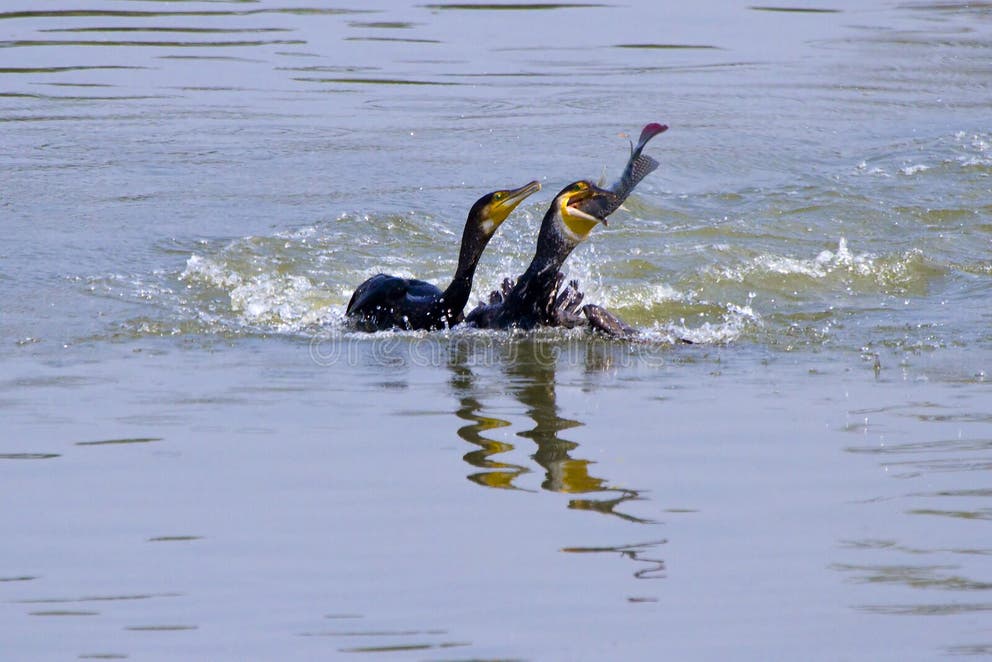 Great cormorant stock image. Image of protected, large - 36039241