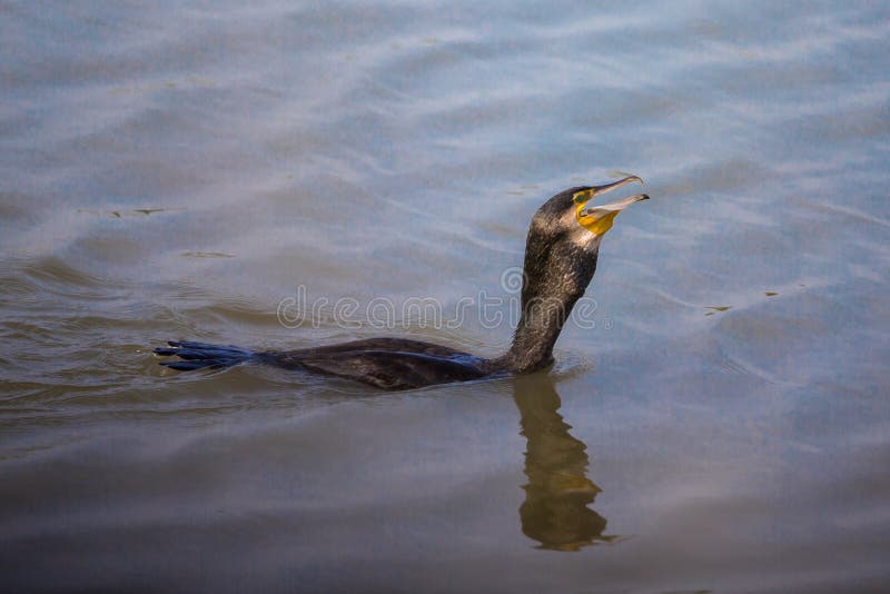 Cormorant Eating Catfish stock photo. Image of catfish - 28053600