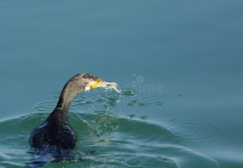 Great Cormorant with Fish Catch Stock Photo - Image of long, cormorant ...