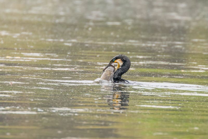 Great Cormorant with Fish Phalacrocorax Carbo Cormorant Hunting Stock ...