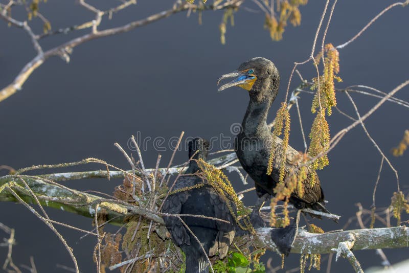 Great Cormorant stock image. Image of black, plumage - 52635871