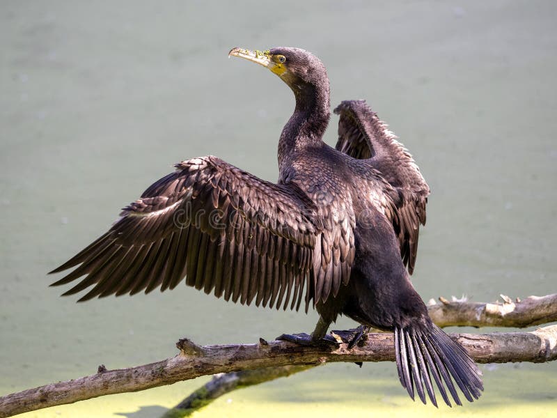 Great Cormorant, Phalacrocorax Carbo, is the Largest Cormorant Stock ...