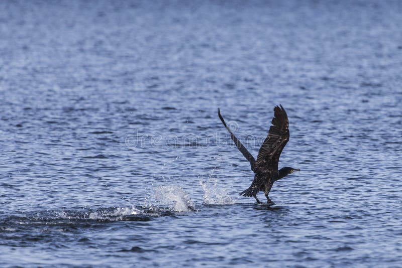 Great Cormorant stock image. Image of taking, takeoff - 45349301