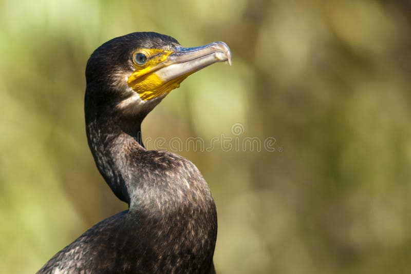 Great Cormorant Chicks stock image. Image of nest, great - 10950877