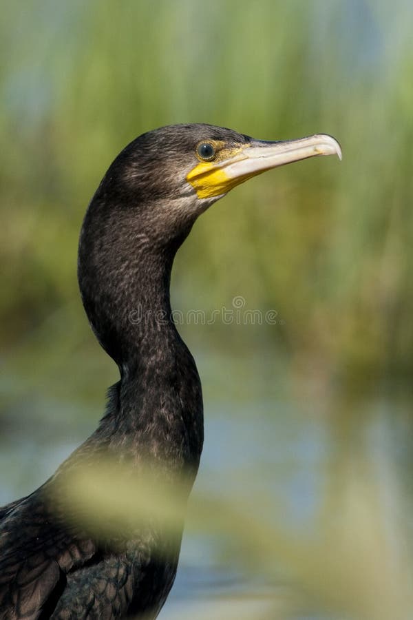 Great Cormorant Chicks stock image. Image of nest, great - 10950877