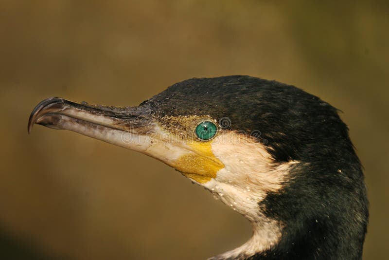 Great Cormorant Chicks stock image. Image of nest, great - 10950877