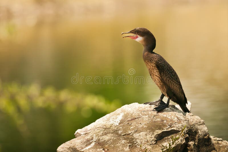 Great Cormorant stock image. Image of lake, metaphors - 33925655