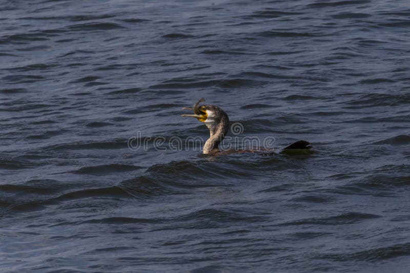 Great Cormorant Swimming in River and Eating Fish Stock Photo - Image ...