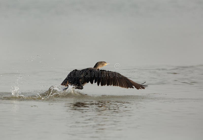 Great Cormorant Taking Flight, Bahrain Stock Photo - Image of creature ...