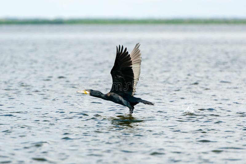 A Great Cormorant Taking Off Stock Photo - Image of beady, neck: 75247670