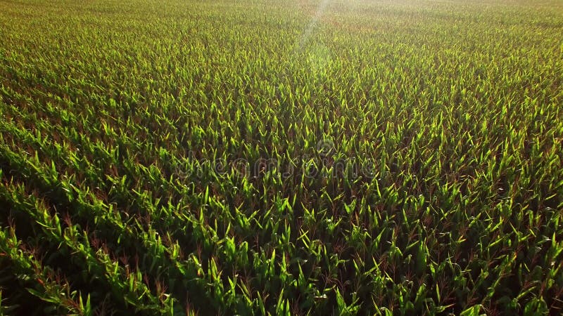 Corn Fields on Both Sides of the Road, Aerial View Stock Footage ...