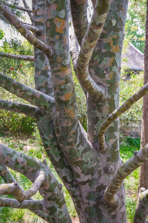 Great country of China stock image. Image of east, detail - 165562041