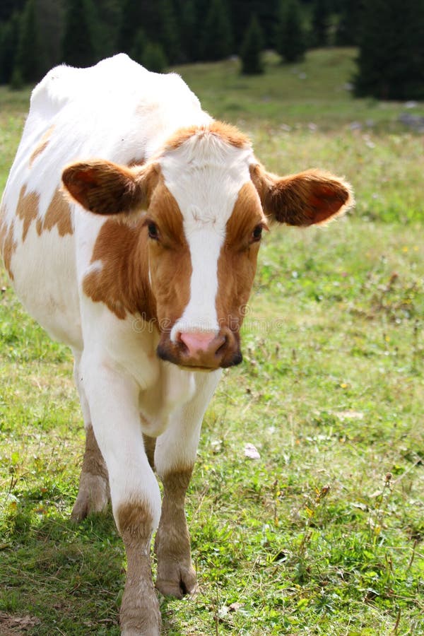 Great Cow Spotted Grazing on the Lawn Stock Image - Image of animal ...