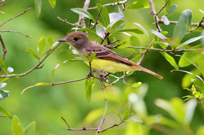 Great Crested Flycatcher stock photo. Image of bird, nature - 65179680