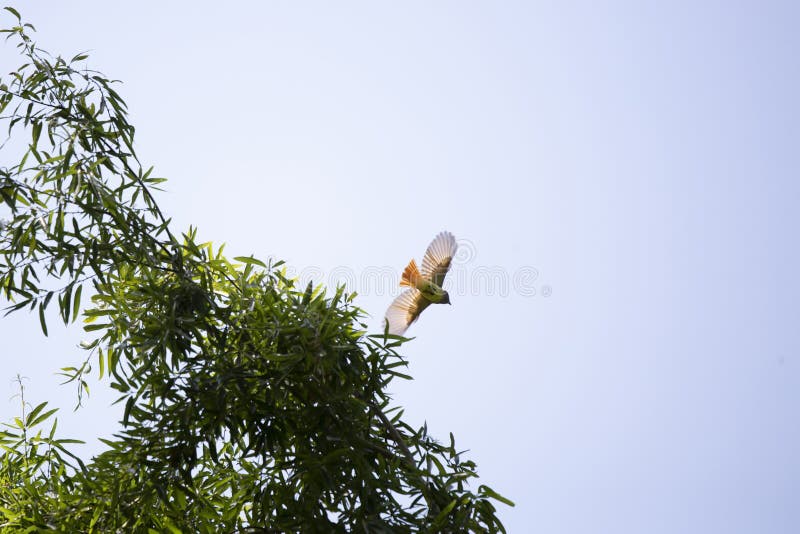 Great-Crested Flycatcher in Flight Stock Image - Image of biodiversity ...