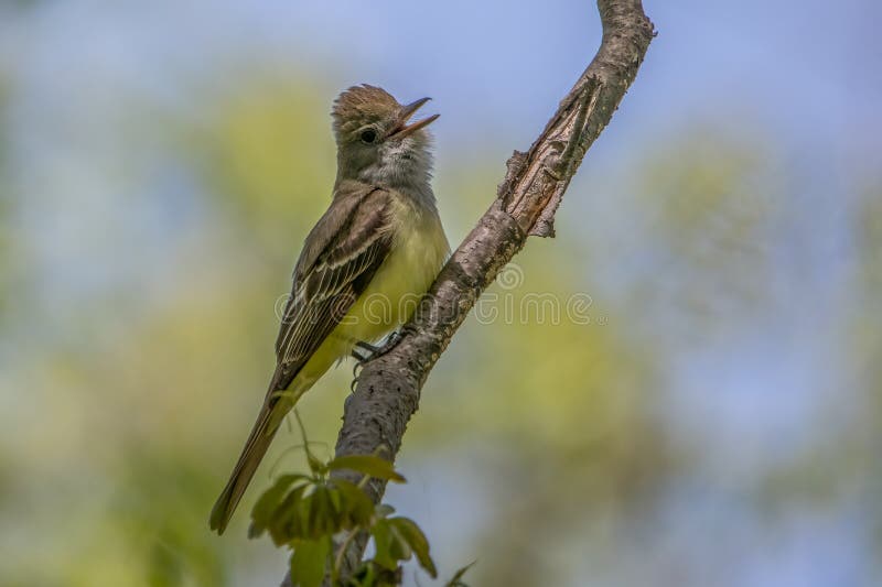 Great Crested Flycatcher Mid Call Stock Image - Image of crinitus ...
