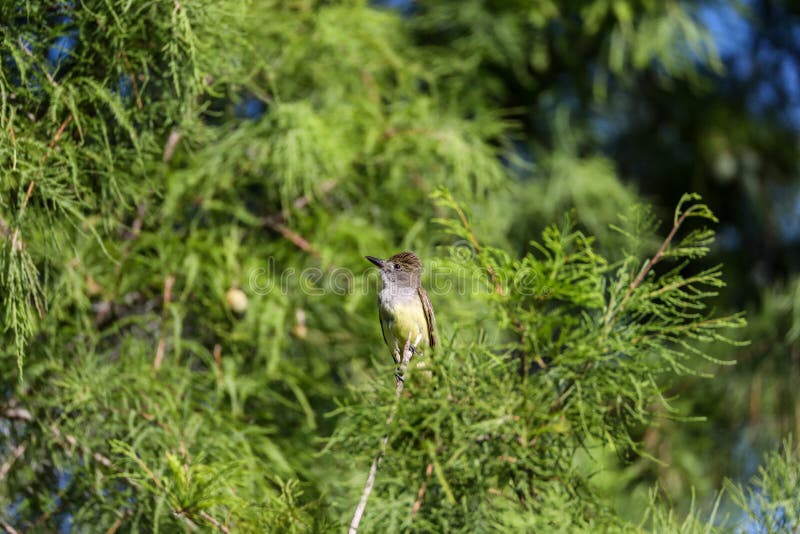 Great Crested Flycatcher Myiarchus Crinitus Bird Stock Photo - Image of ...