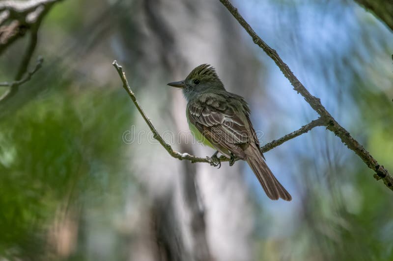 A Great Crested Flycatcher Perched on Small Branch Stock Image - Image ...