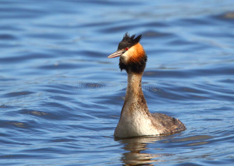 Great Crested Grebe stock photo. Image of male, crested - 18955714