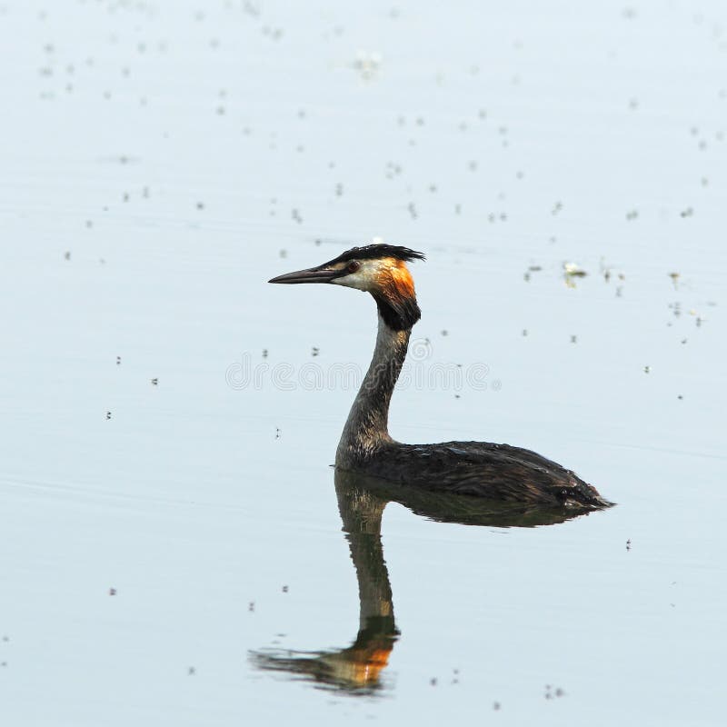 Great Crested Grebe in Blue Water Stock Photo - Image of ruhr, biology ...