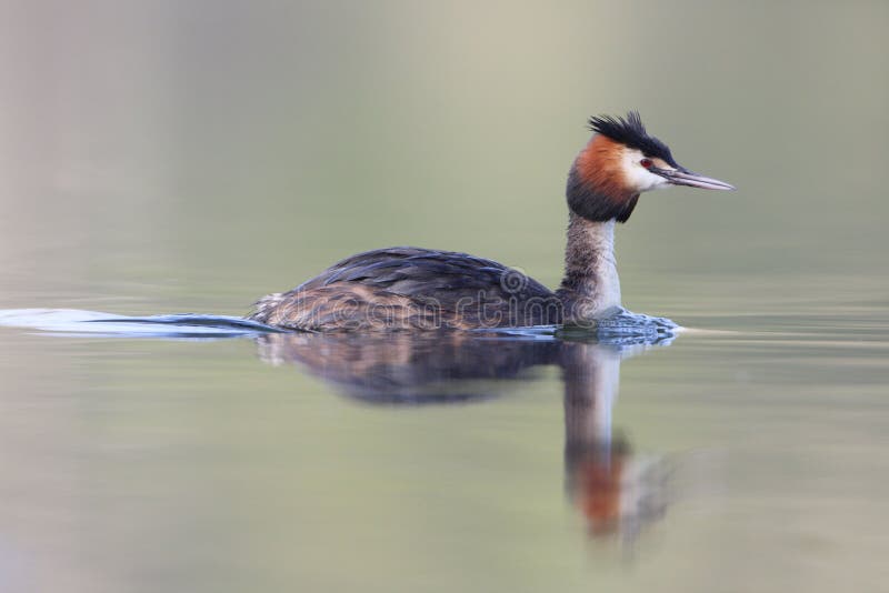 Great Crested Grebe in Blue Water Stock Photo - Image of ruhr, biology ...