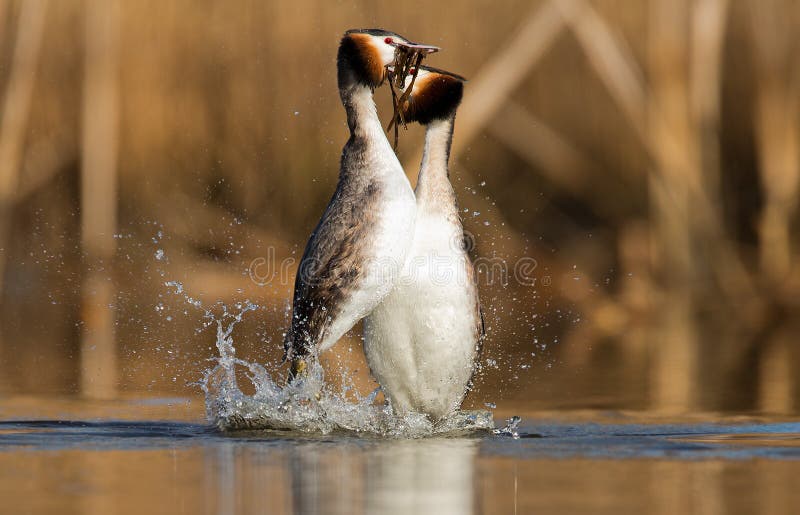 Great Crested Grebe stock image. Image of ripple, grisegena - 29689319