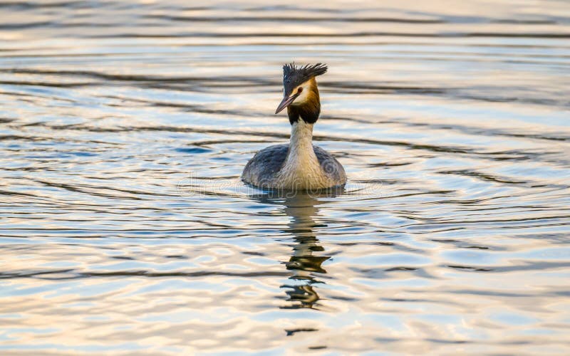 Great Crested Grebe on the Beautiful Water Surface of Lake Stock Photo ...