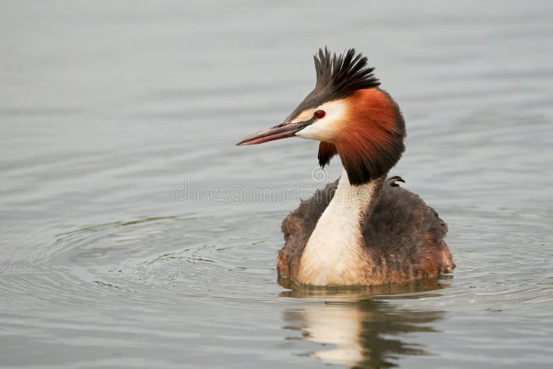 Great Crested Grebe Bird Close-up Stock Photo - Image of beauty, close ...