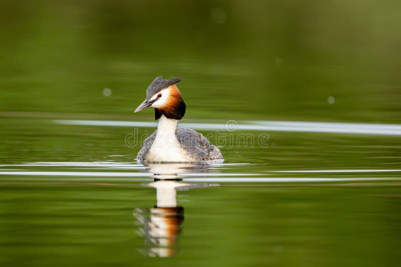 Great Crested Grebe Bird stock photo. Image of glide - 377118852