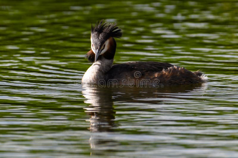 Grebe Bird in the River Labe Stock Image - Image of grebe, labe: 75161741
