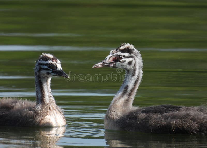 Great crested grebe chicks stock photo. Image of podiceps - 228038022