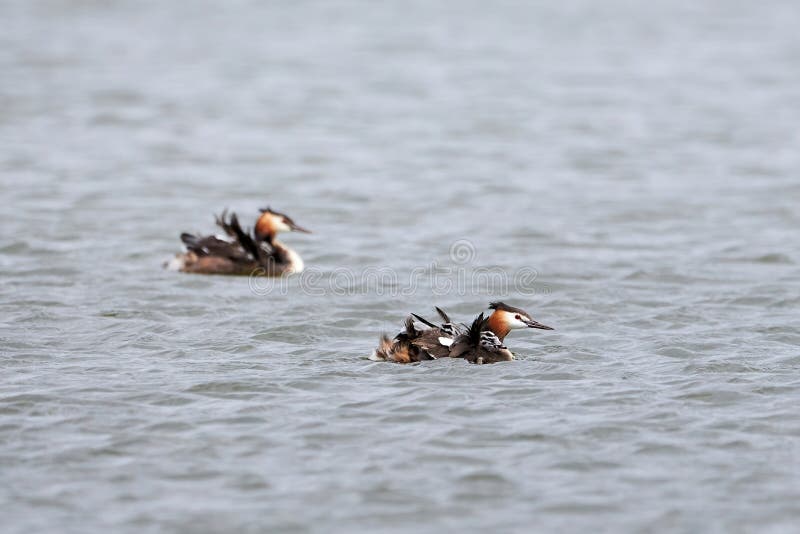 Great Crested Grebe Family with Chicks Stock Photo - Image of great ...