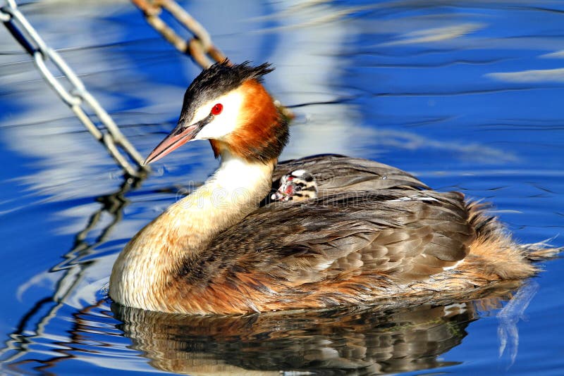 Great Crested Grebe with His Baby Stock Image - Image of blue, animal ...