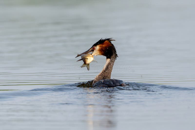 Crested Grebe Holding Fish Stock Photos - Free & Royalty-Free Stock ...