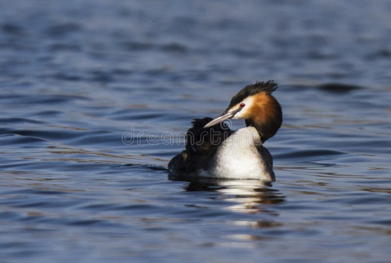 Great Crested Grebe stock image. Image of blue, flower - 51660565