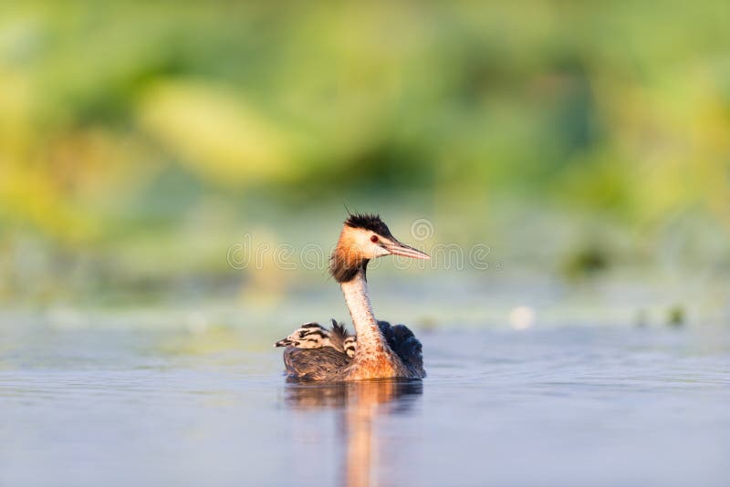 Great crested grebe stock image. Image of cute, little - 168587079