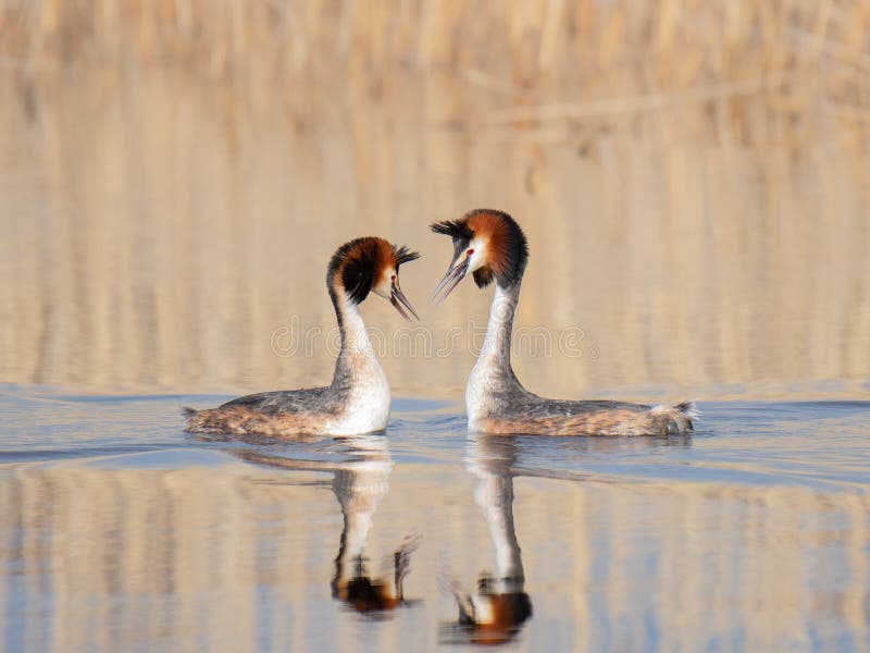 Great Crested Grebe (in Mating Season Stock Image - Image of grebe ...