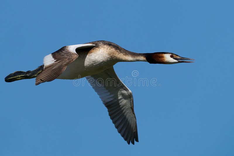 Great Crested Grebe Podiceps Cristatus Stock Image - Image of flight ...