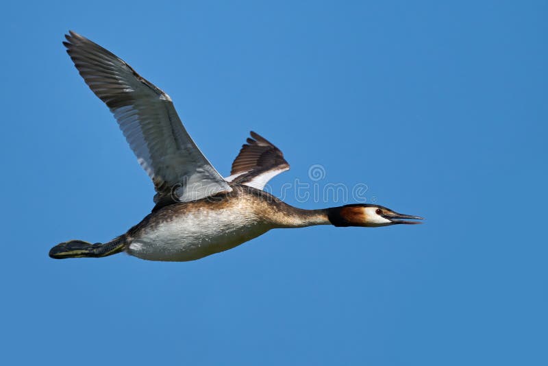 Great Crested Grebe Podiceps Cristatus Stock Photo - Image of fauna ...