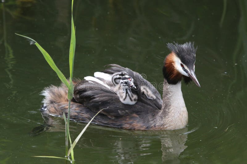 Great Crested Grebe (Podiceps Cristatus) Stock Photo - Image of ...