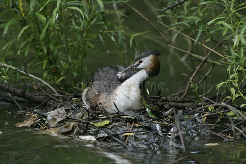 Great-crested Grebe, Podiceps Cristatus Stock Image - Image of water ...