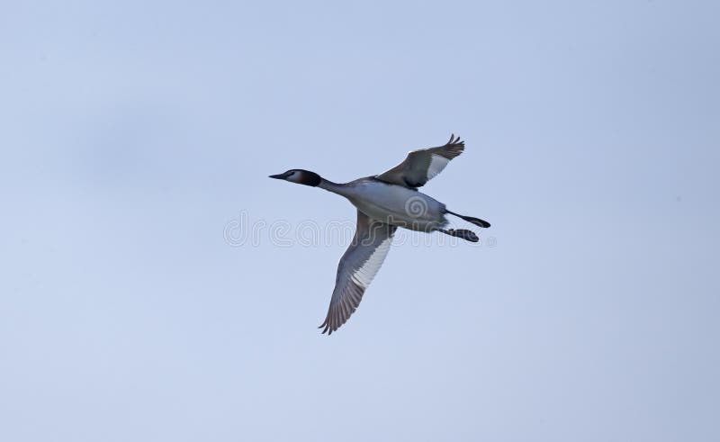 Great-crested Grebe, Podiceps Cristatus, Stock Image - Image of ...