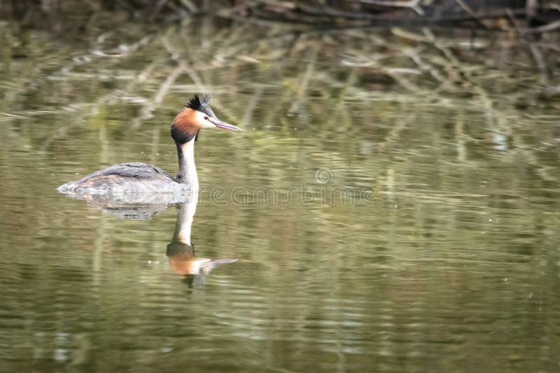 Great crested grebe stock image. Image of wetland, goose - 271828145